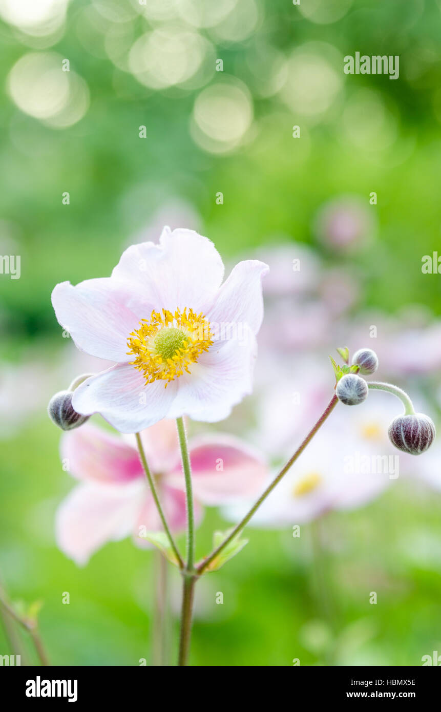 Pale pink garden rose hi-res stock photography and images - Alamy