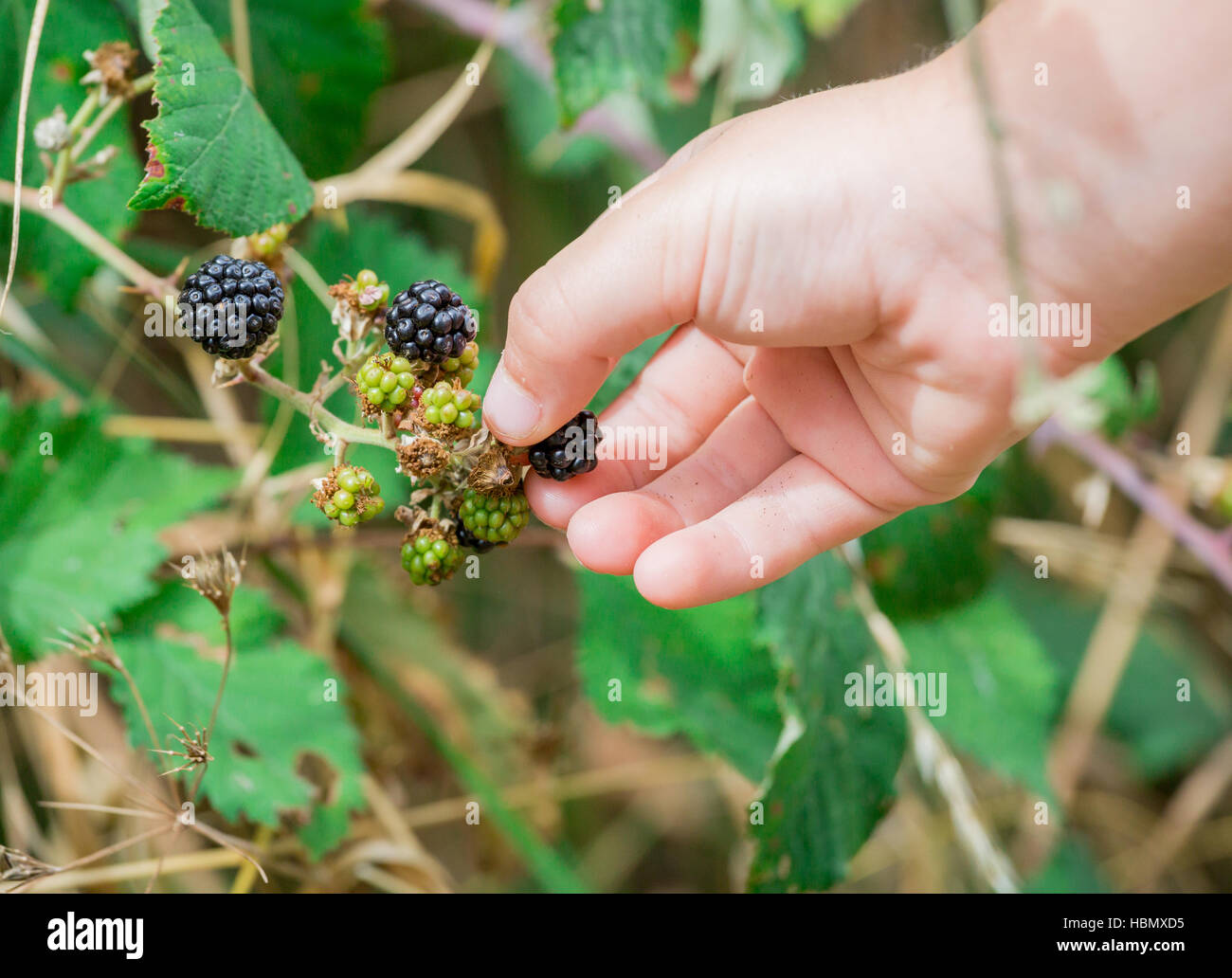 A hand of Children picking wild blackberries Stock Photo - Alamy