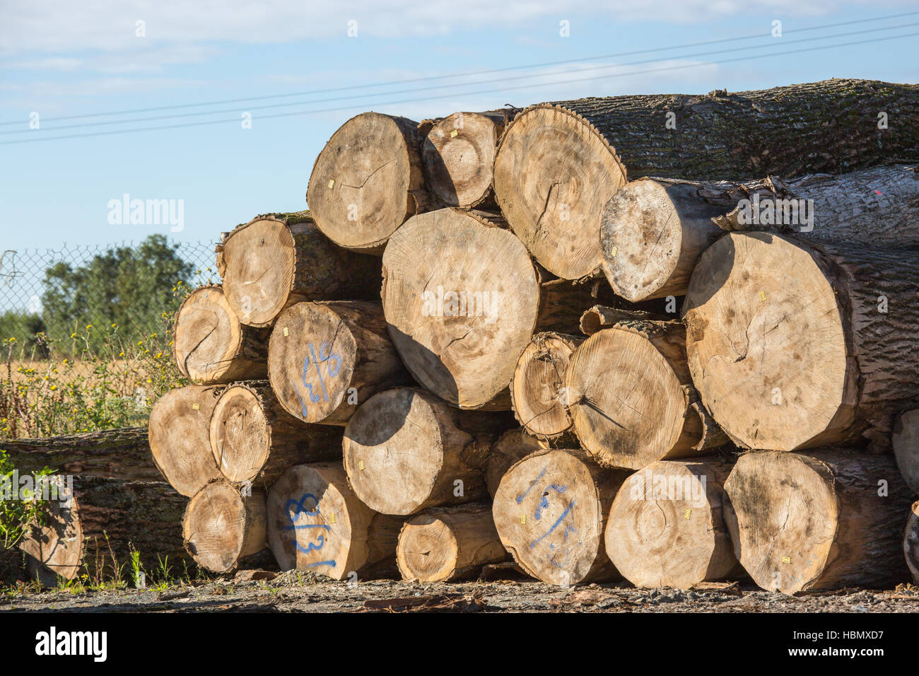 tree trunks stacked before transformation Stock Photo - Alamy