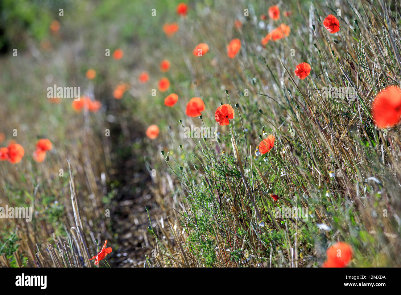 Red poppy flowers field, close up Stock Photo - Alamy