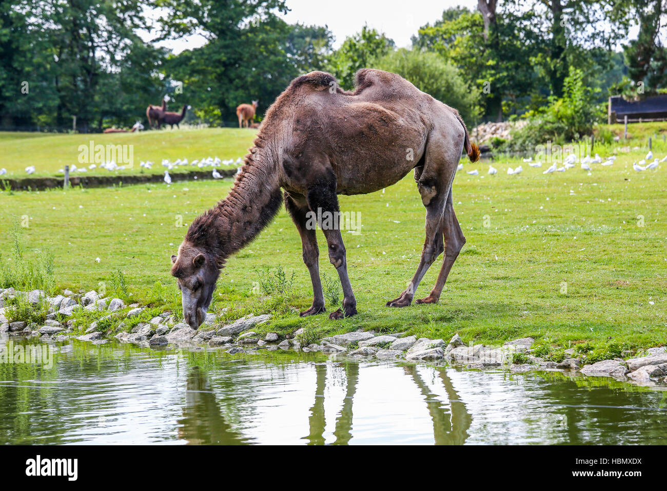 Camel Drinking Water High Resolution Stock Photography and Images - Alamy