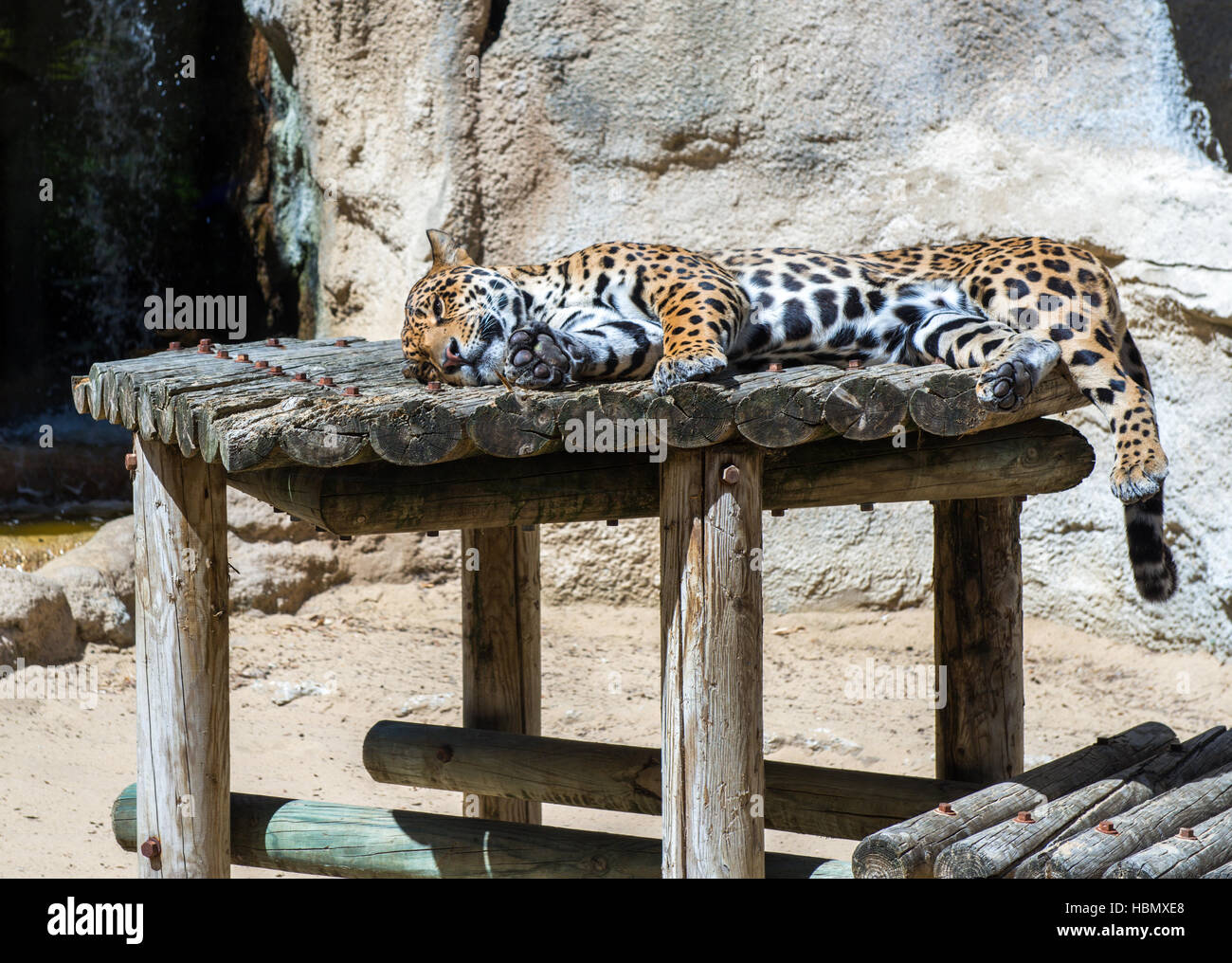 Predator leopard in jungle hi-res stock photography and images - Alamy