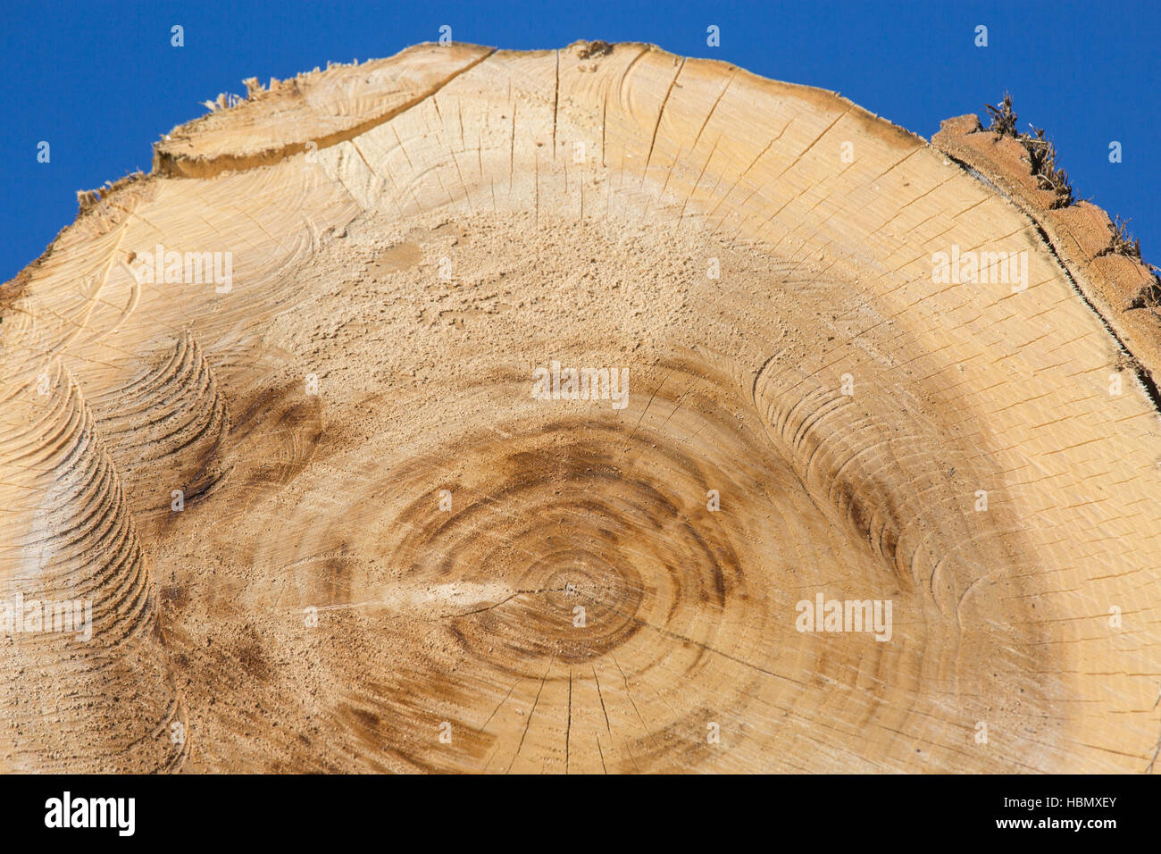 Round oak tree hi-res stock photography and images - Alamy