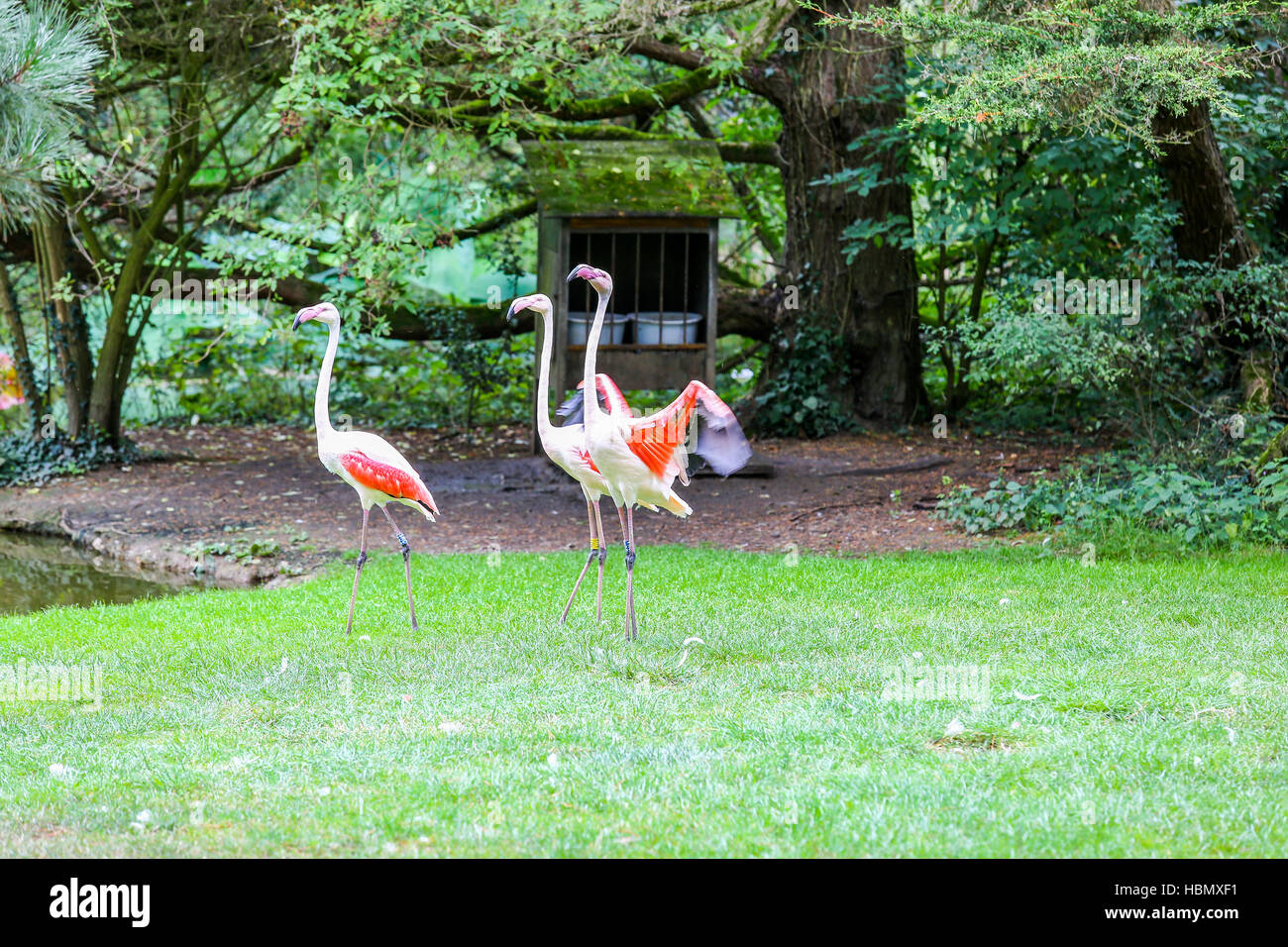 The three beautiful pink flamingo Stock Photo - Alamy