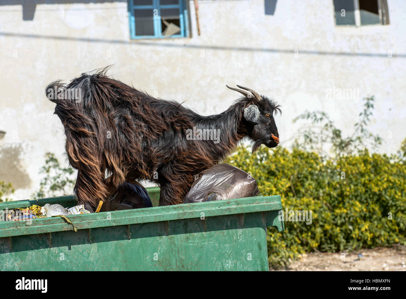 A black he-goat on top a bin Stock Photo - Alamy