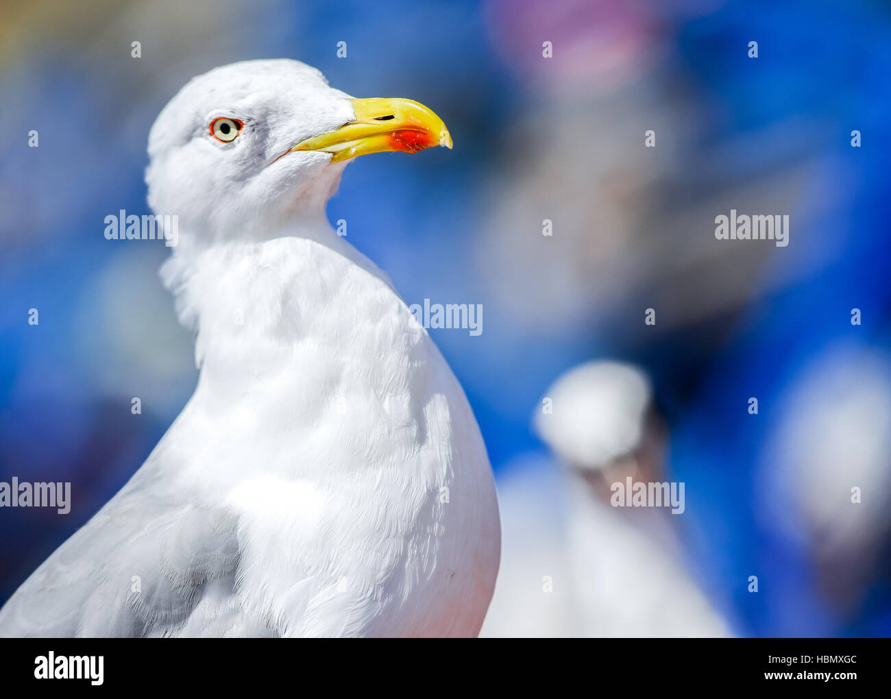 Seagull in the fishing port Stock Photo - Alamy