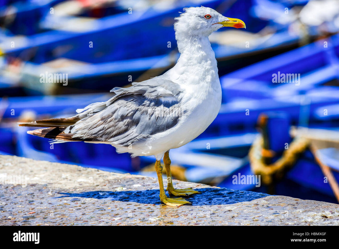 Seagull in the fishing port Stock Photo - Alamy
