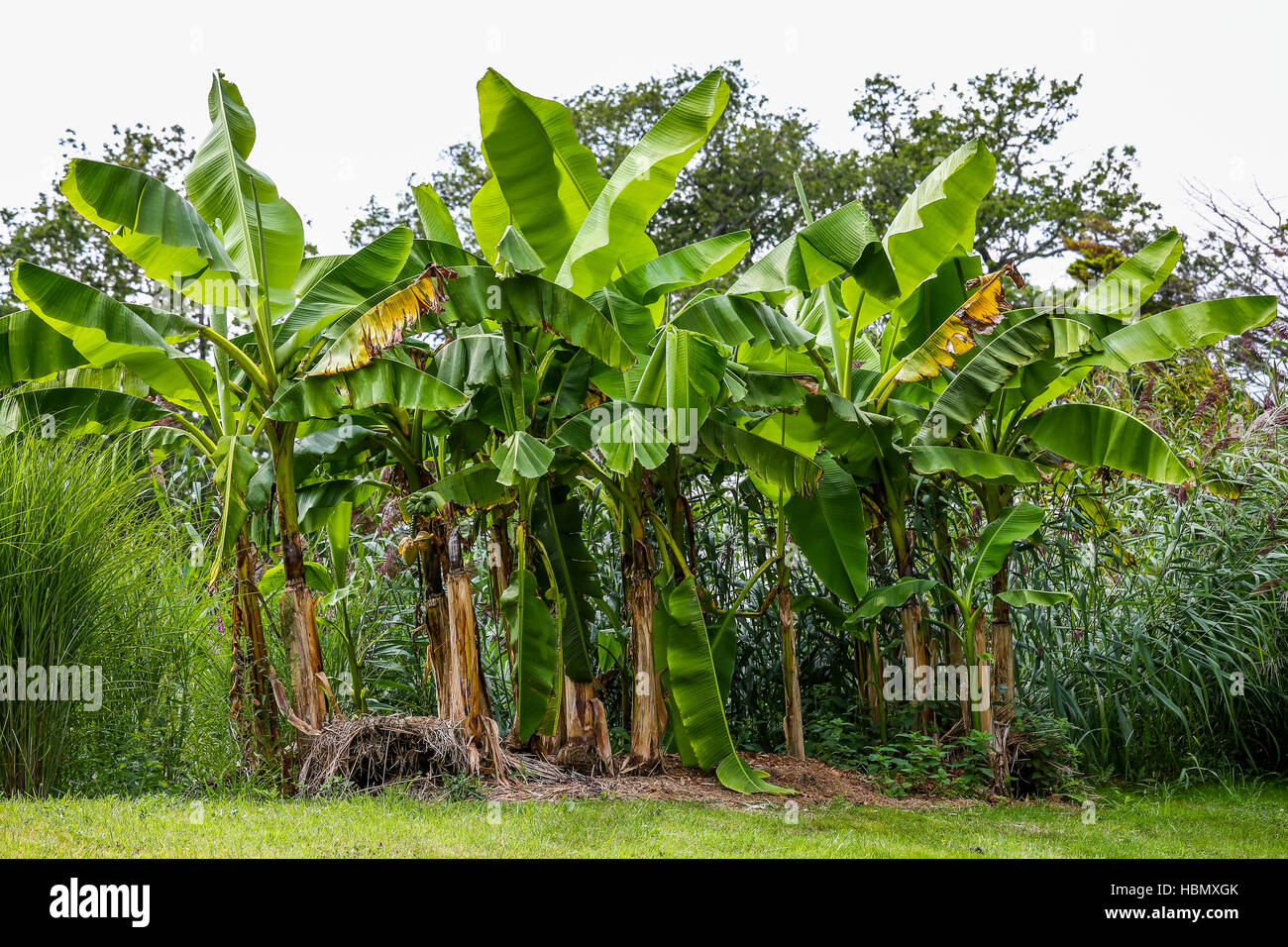 Banana plantation trees in a forest Stock Photo - Alamy