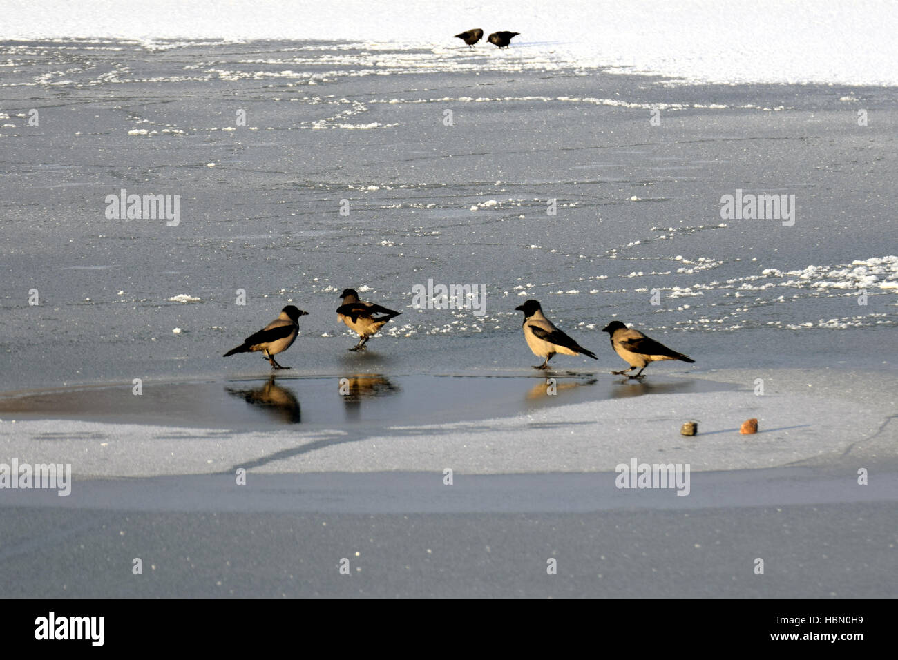Flock of crows on ice hi-res stock photography and images - Alamy