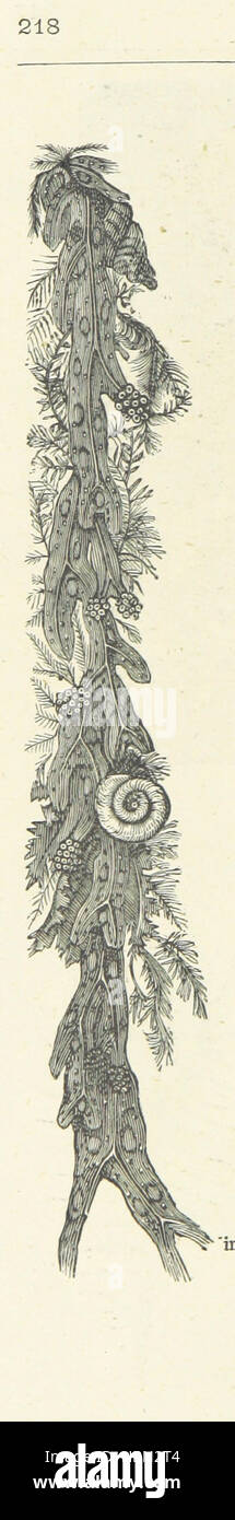 234 year old hi-res stock photography and images - Alamy