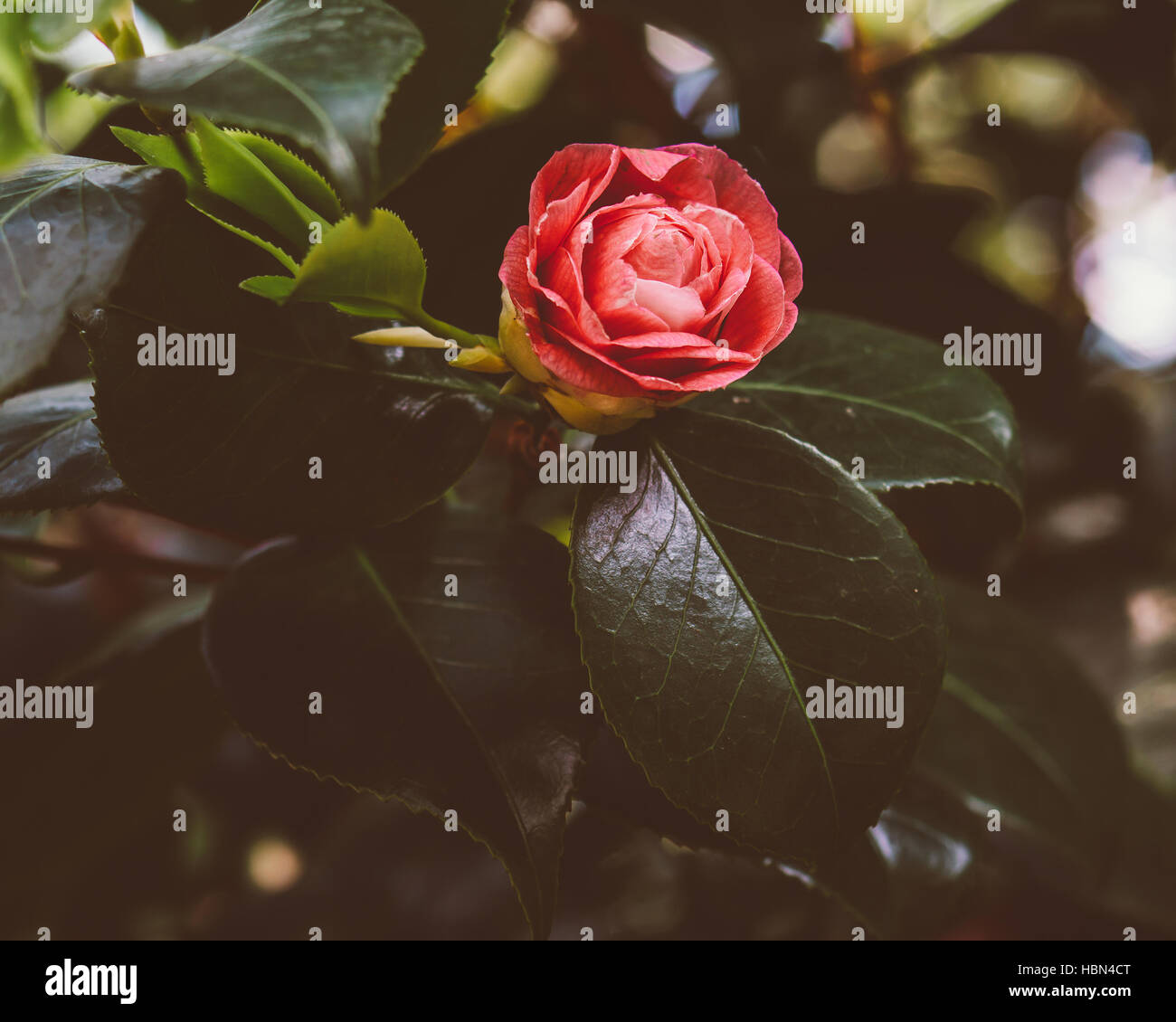 A single pink red rose growing on a bush Stock Photo - Alamy