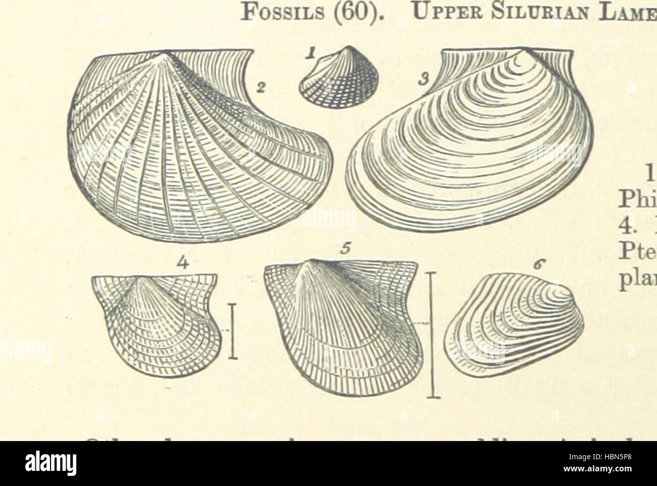 Page 256 of 'Siluria The History of' provides an overview of the ...