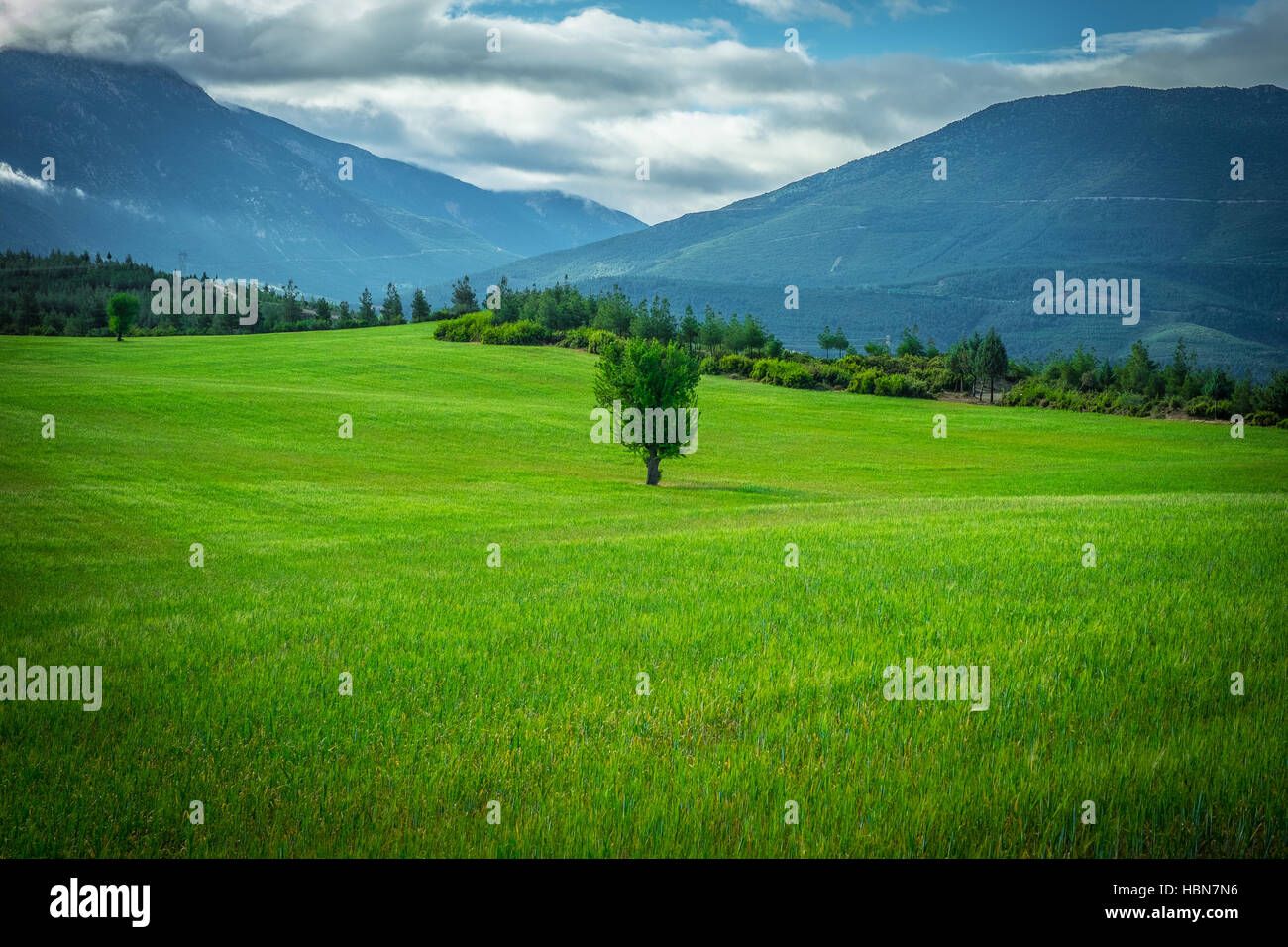 green grass a tree Stock Photo - Alamy