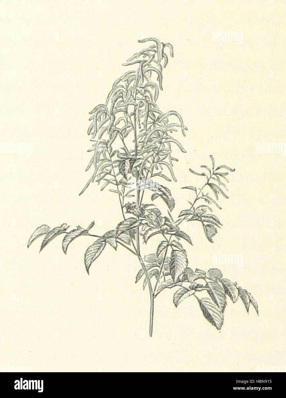 A Daughter of the Klephts; or, A Girl of Modern Greece, etc. [A tale ...