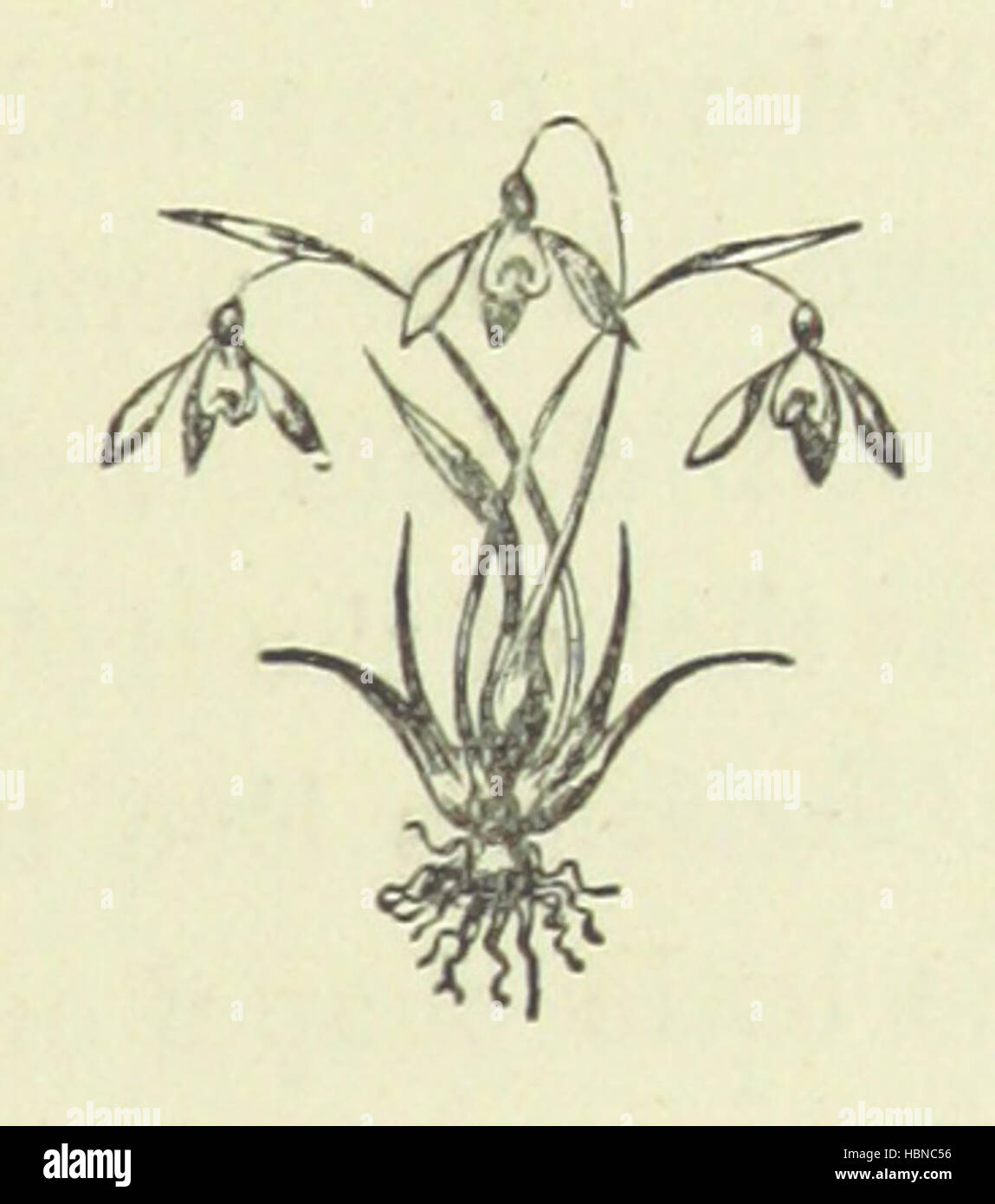 Colleen pages hi-res stock photography and images - Alamy