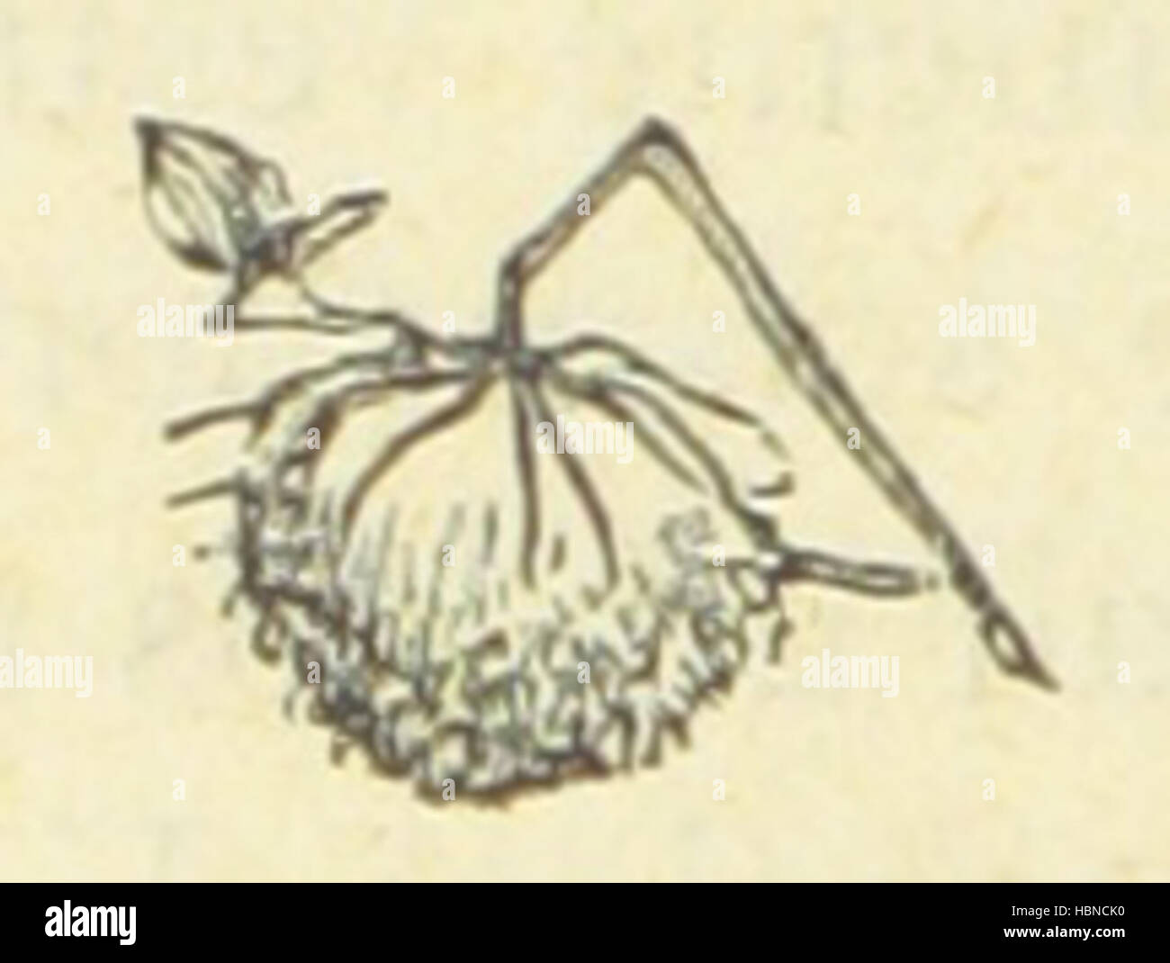 000630176 imagesfromvolume hi-res stock photography and images - Alamy