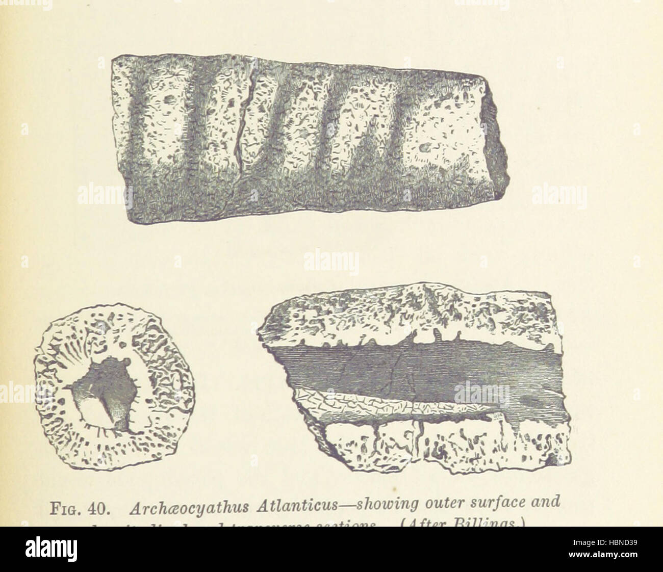 The illustration depicts fossil remains, prehistoric animals ...