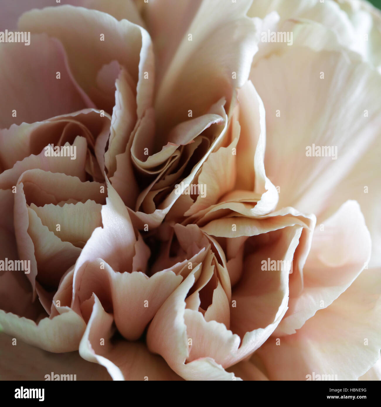 Carnation close up beautiful photo Stock Photo - Alamy