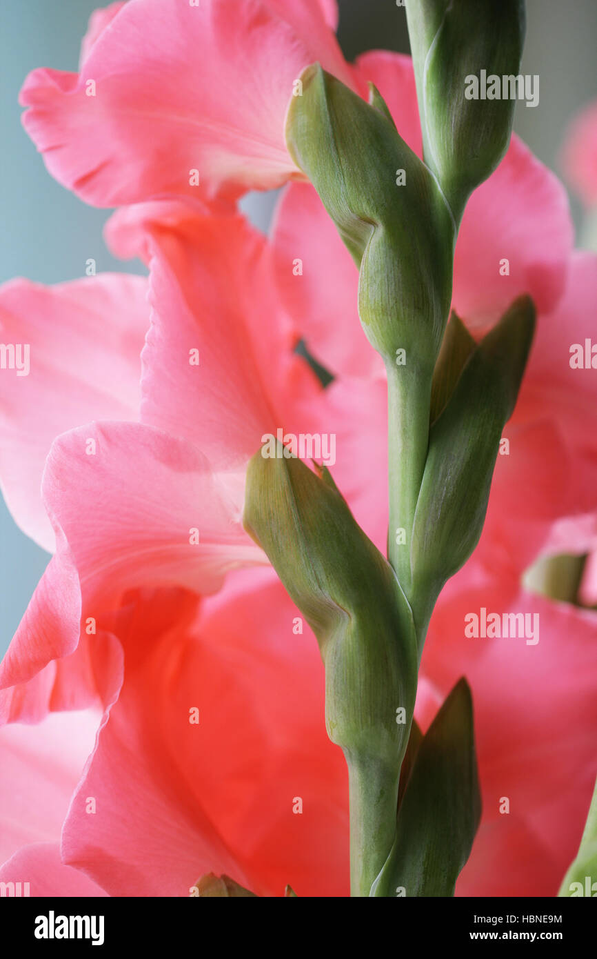 Beautiful pink gladiolus flowers Stock Photo - Alamy