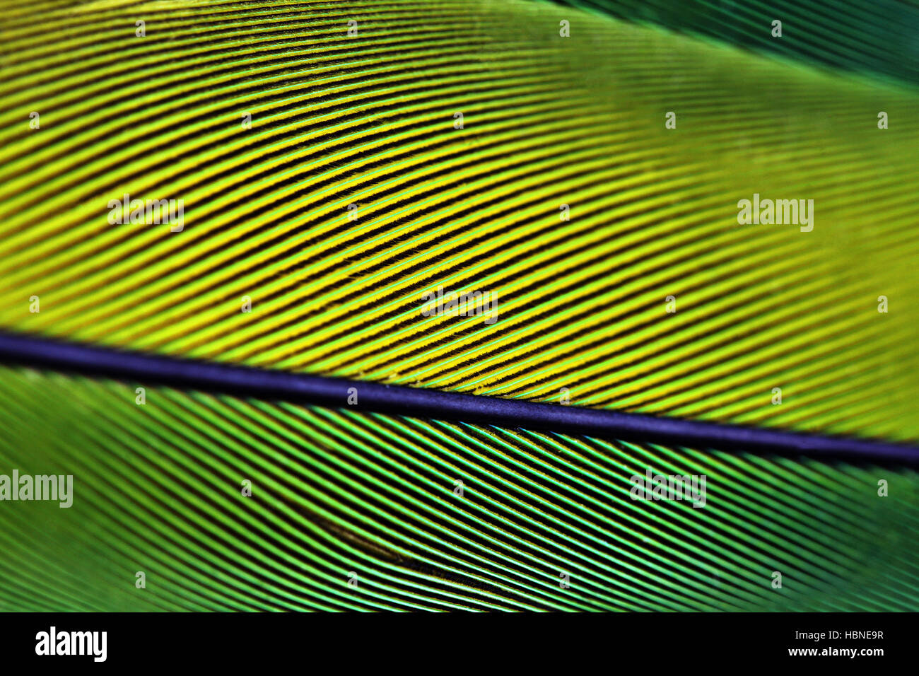 Parrot Feathers Close Up Stock Photos & Parrot Feathers Close Up Stock ...