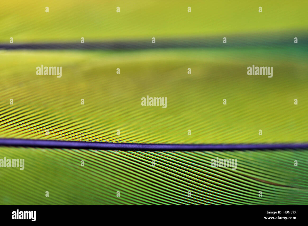 Parrots textured feathers hi-res stock photography and images - Alamy