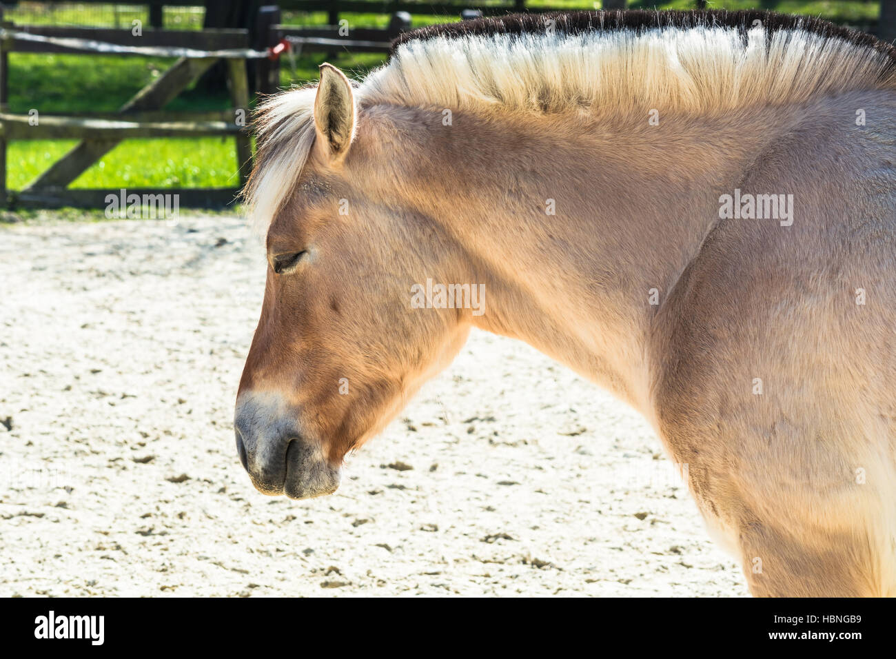Pony a paddock Stock Photo - Alamy