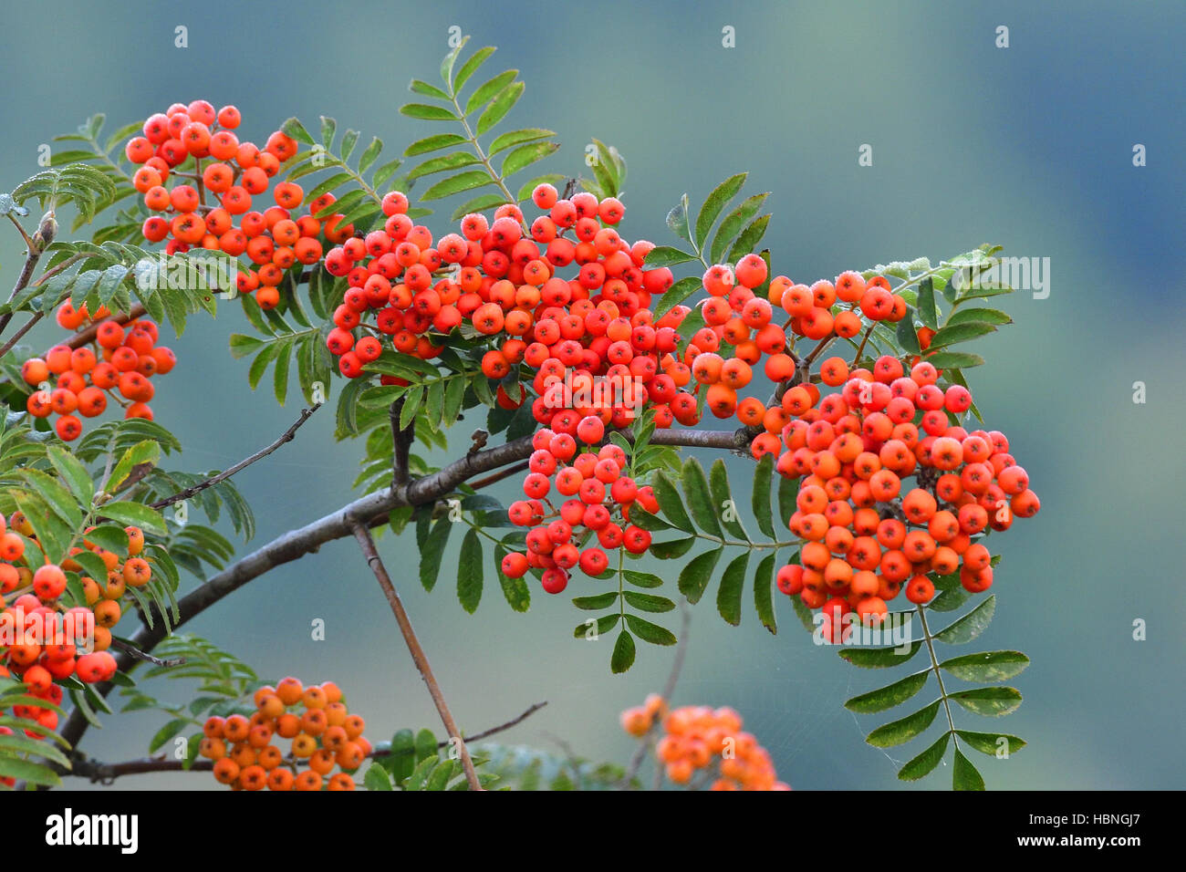 Sorbus aucuparia fruit autumn hi-res stock photography and images - Alamy