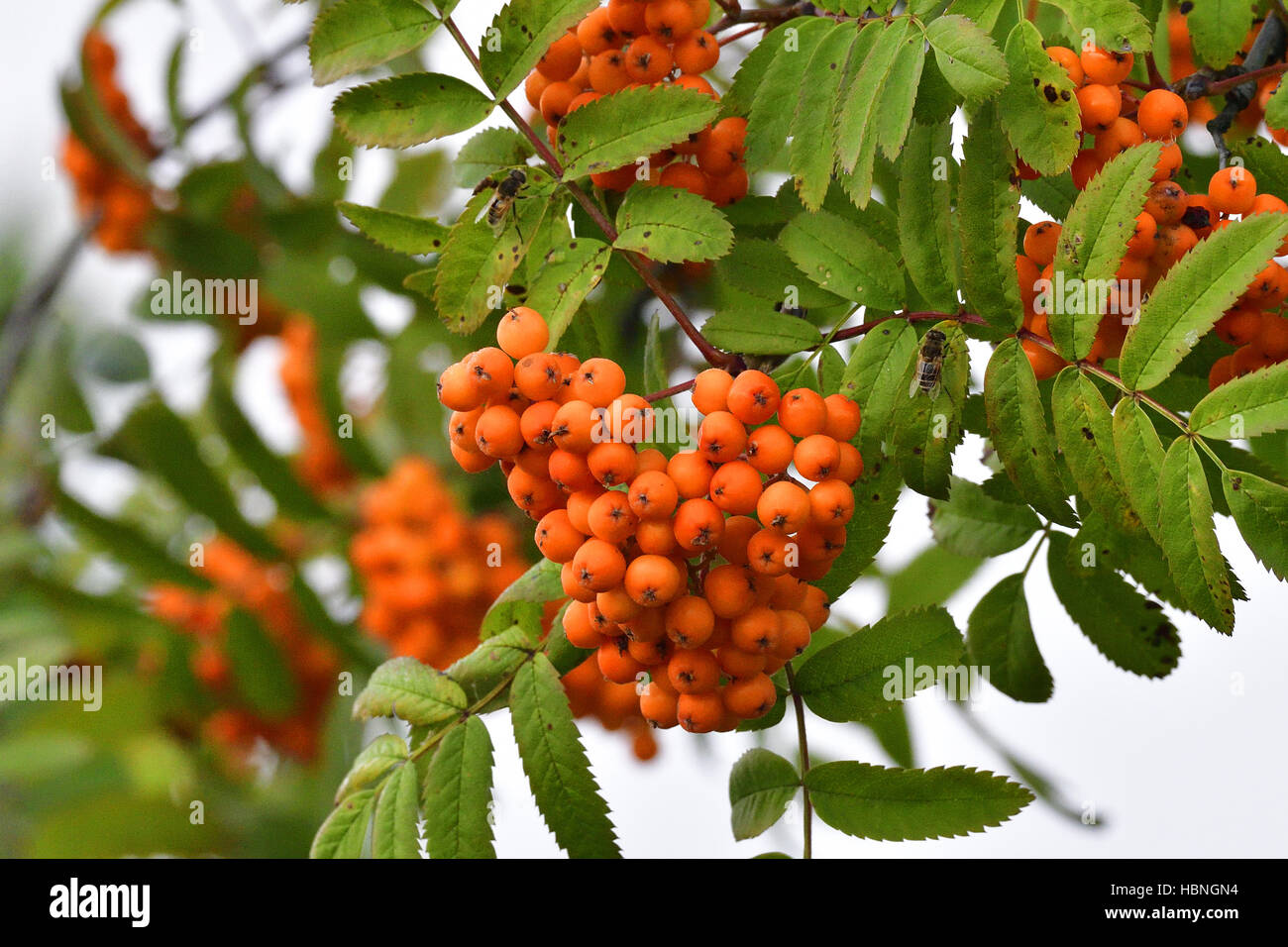 Sorbus aucuparia fruit autumn hi-res stock photography and images - Alamy