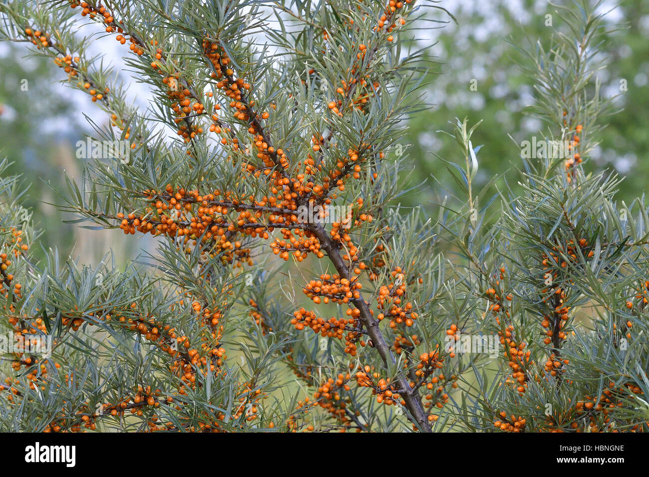 See buckthorn hi-res stock photography and images - Alamy