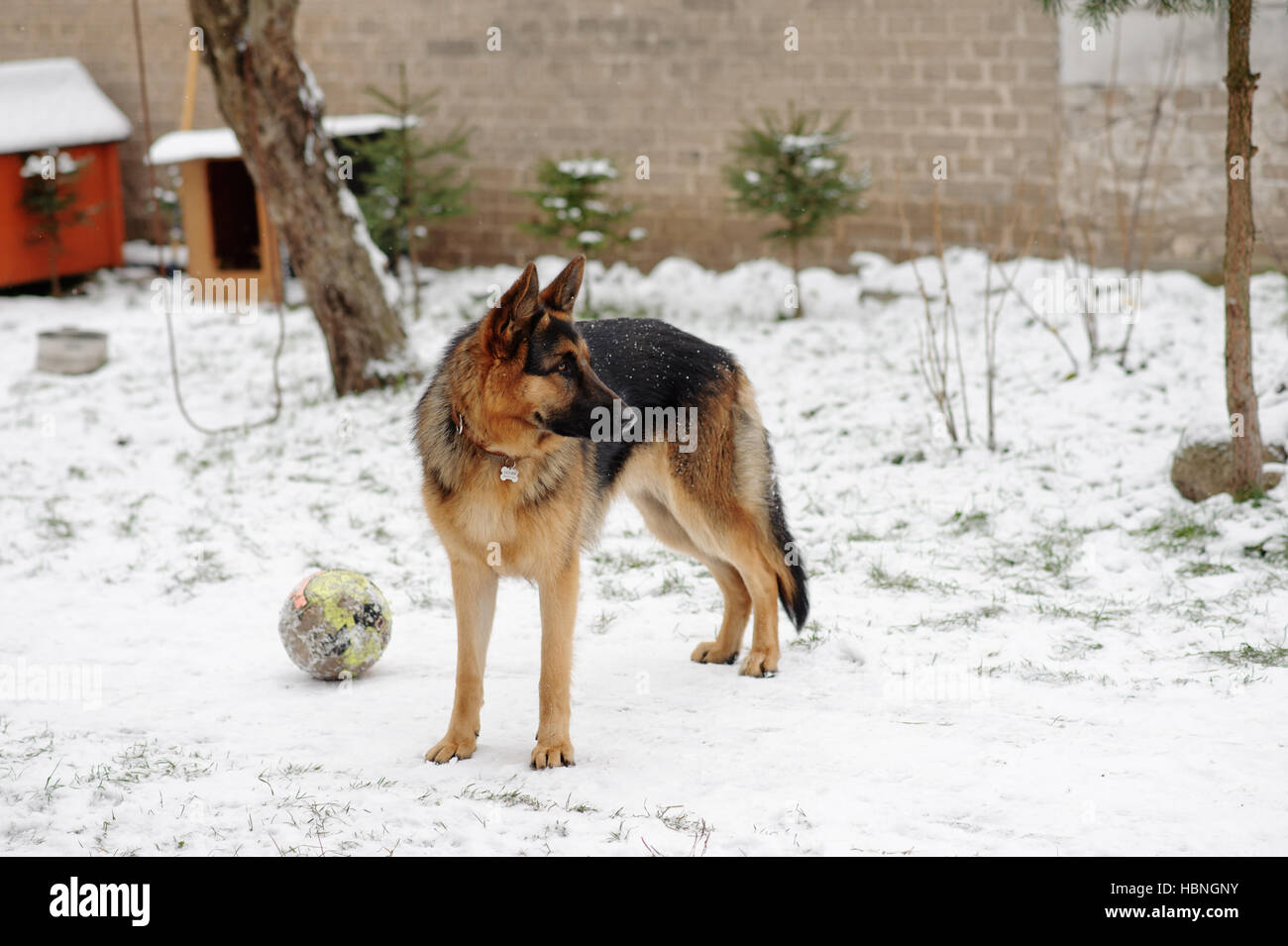 Are German Shepherds Used To Cold Weather Dogs