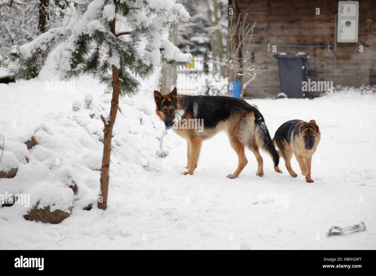 German shepherd snow hi-res stock photography and images - Alamy