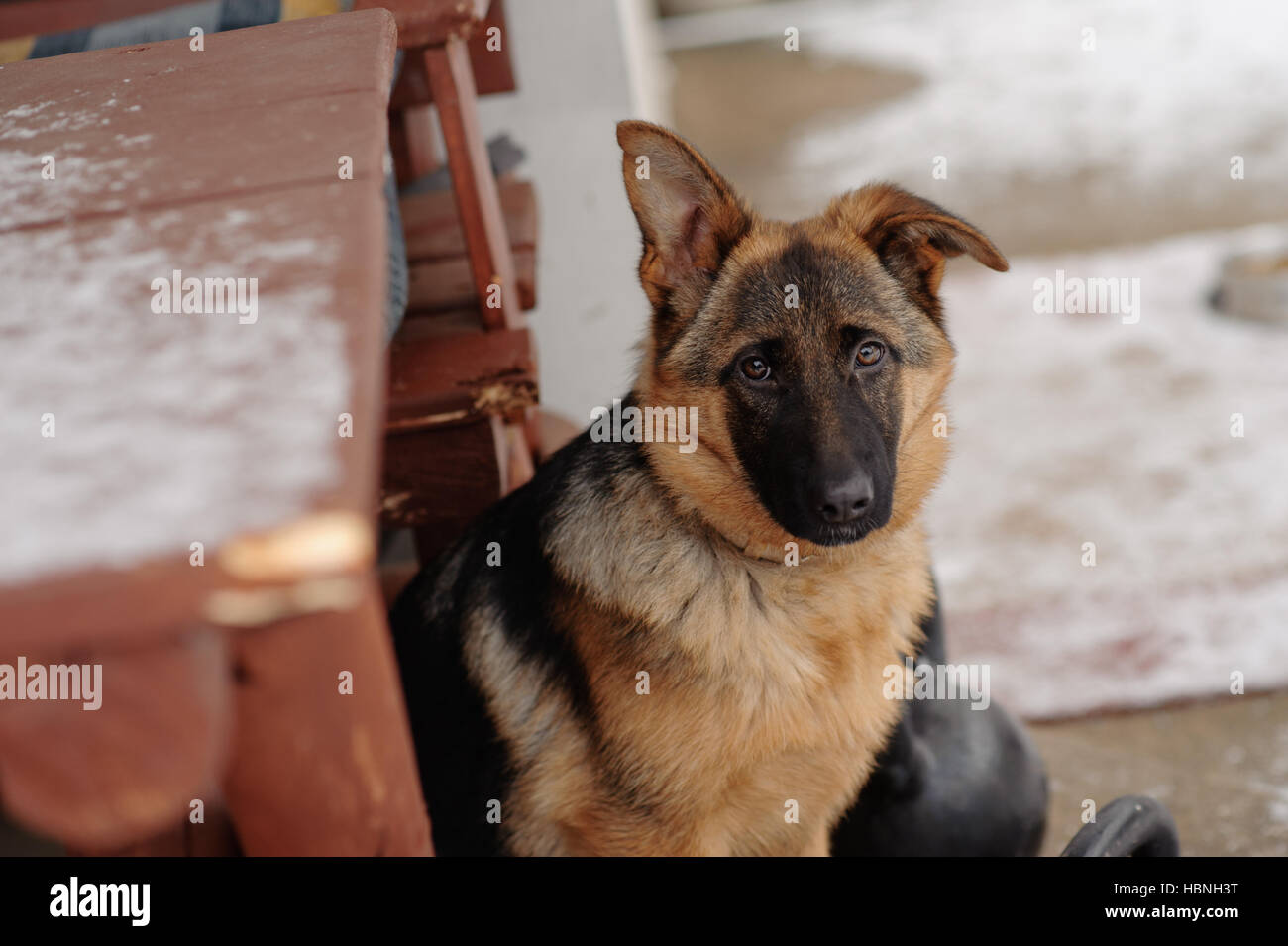 Two german shepherd puppy hi-res stock photography and images - Alamy
