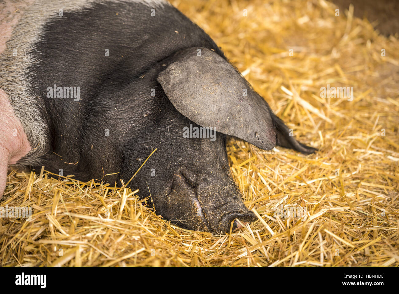 German pig sleeping on hay Stock Photo - Alamy