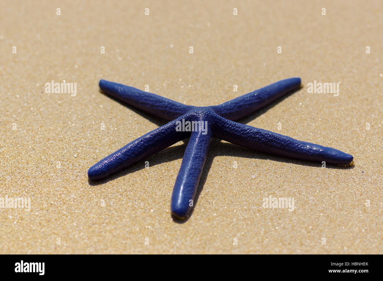 Blue starfish hi-res stock photography and images - Alamy
