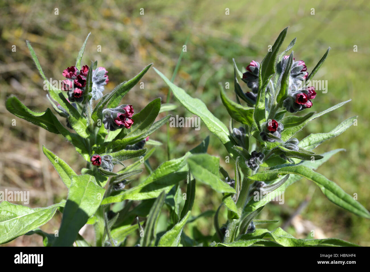 Houndstongue, Cynoglossum officinale Stock Photo - Alamy