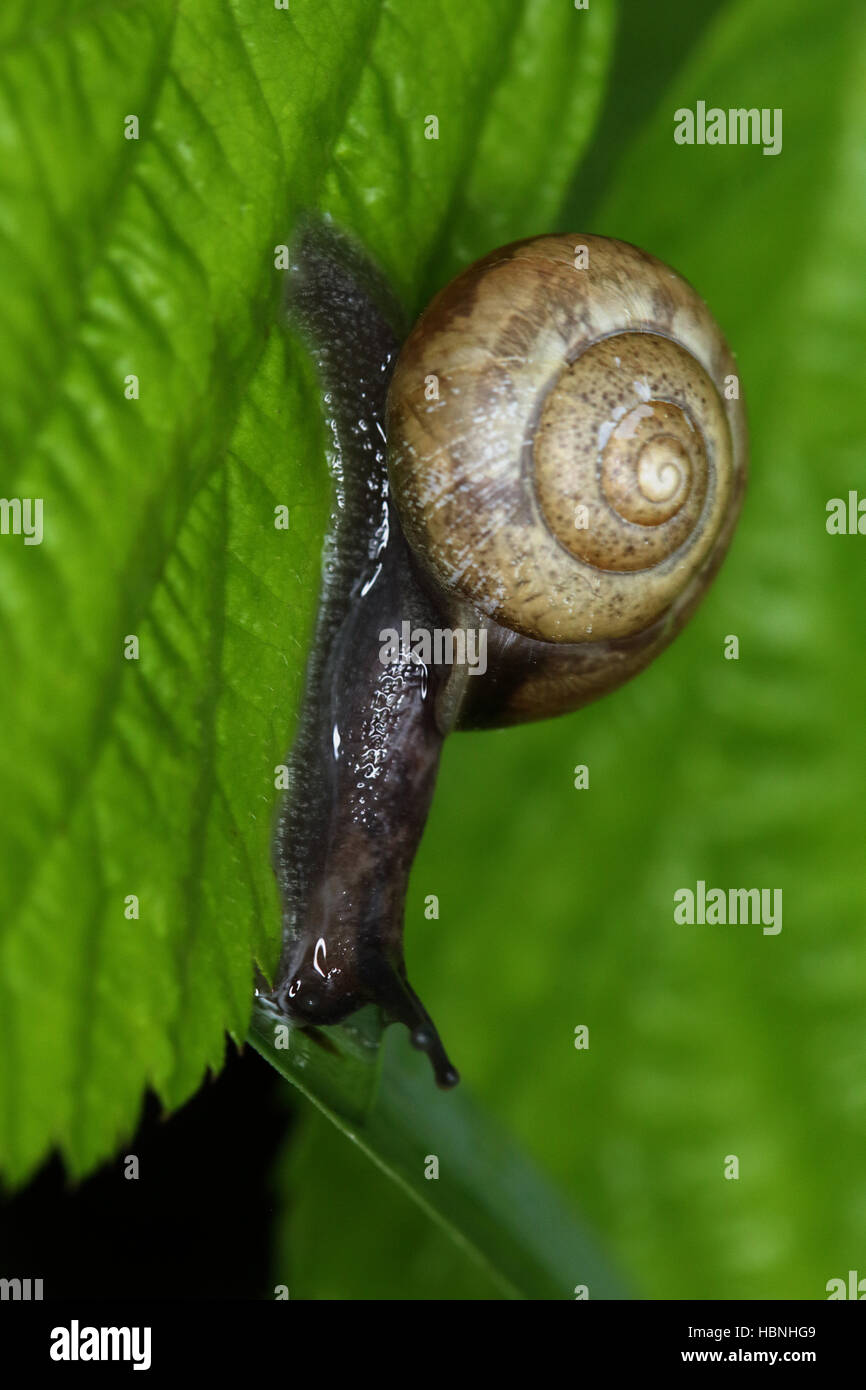 Fruticicola fruticum, bush snail Stock Photo - Alamy