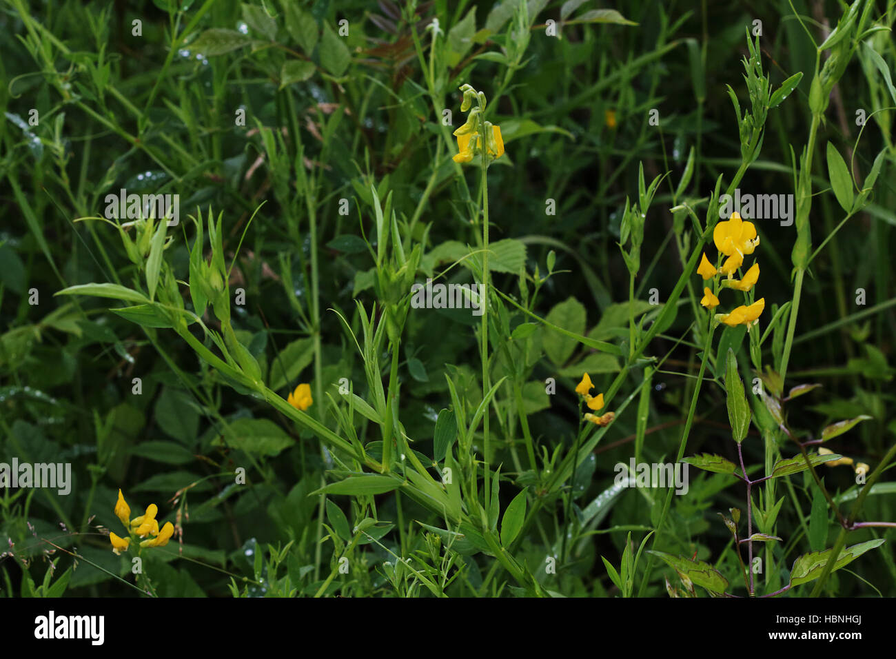Meadow vetchling, Lathyrus pratensis Stock Photo - Alamy