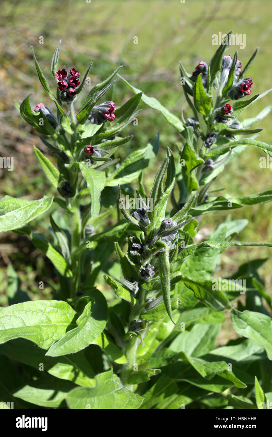 Houndstongue, Cynoglossum officinale Stock Photo - Alamy