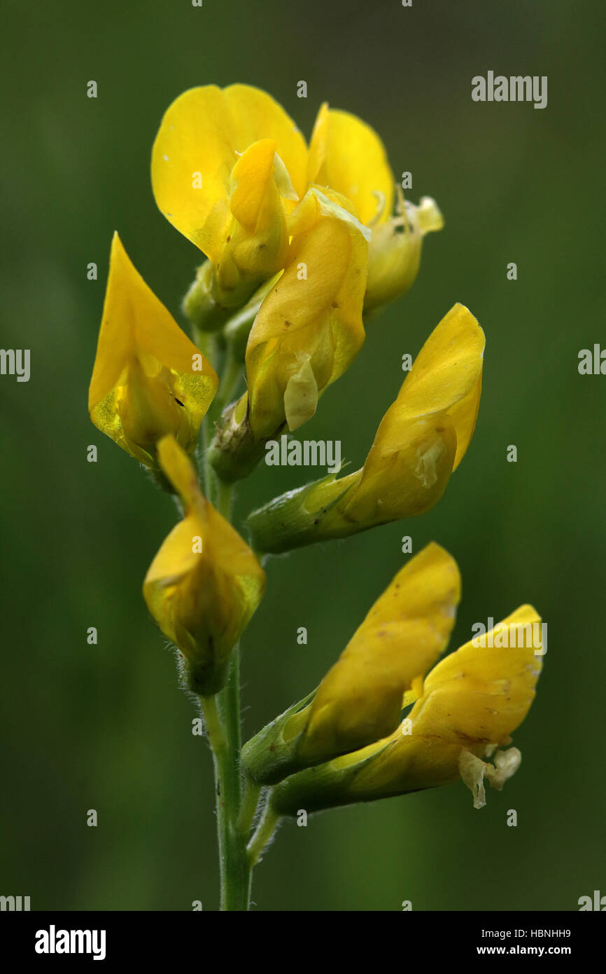 Meadow vetchling, Lathyrus pratensis Stock Photo - Alamy