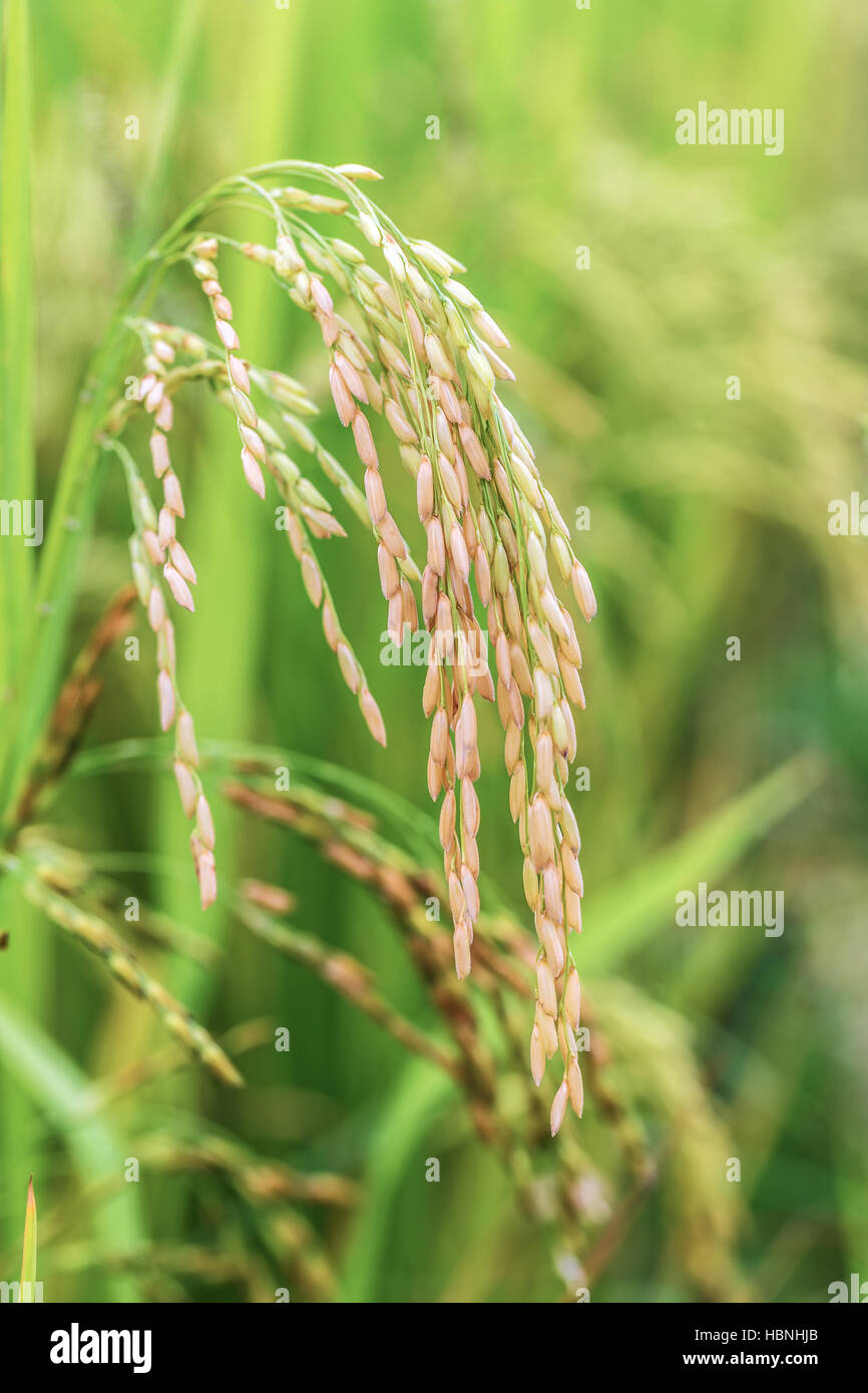 Mature leaf hi-res stock photography and images - Alamy