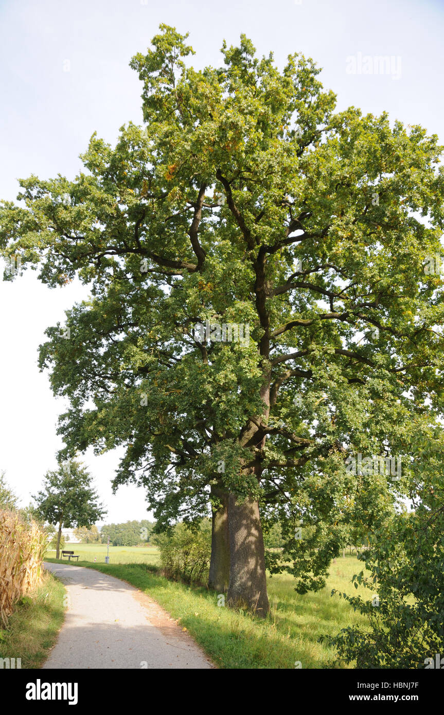 Quercus Robur Flower High Resolution Stock Photography and Images - Alamy