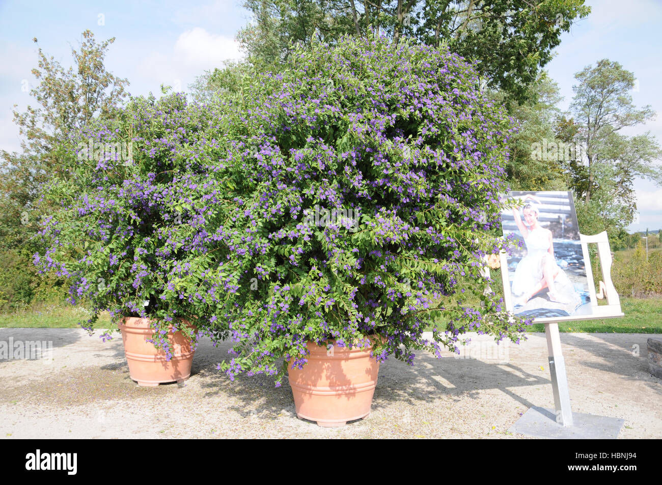 Solanum rantonnetii, Blue potato bush Stock Photo - Alamy