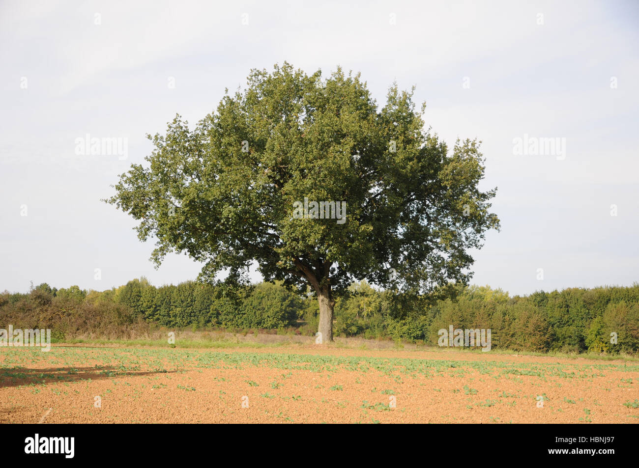 Quercus robur, German oak Stock Photo - Alamy