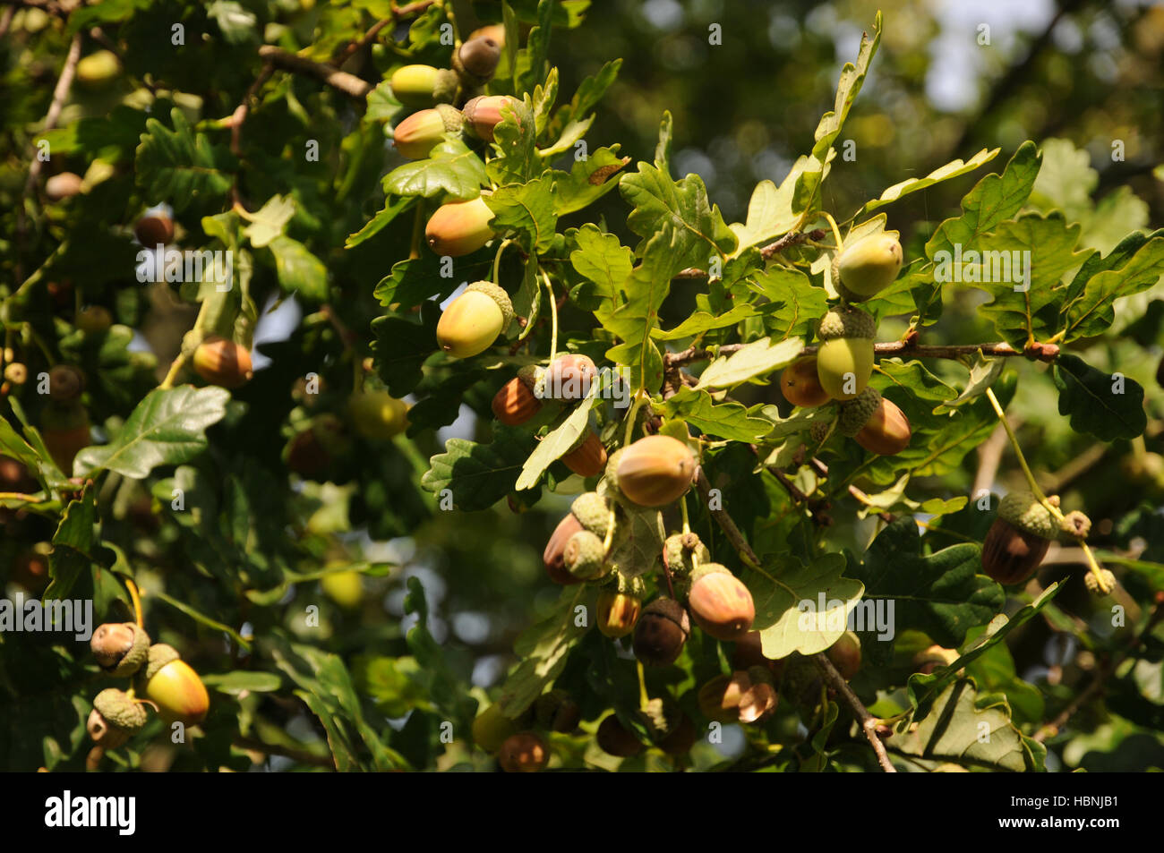Oak nuts hi-res stock photography and images - Alamy
