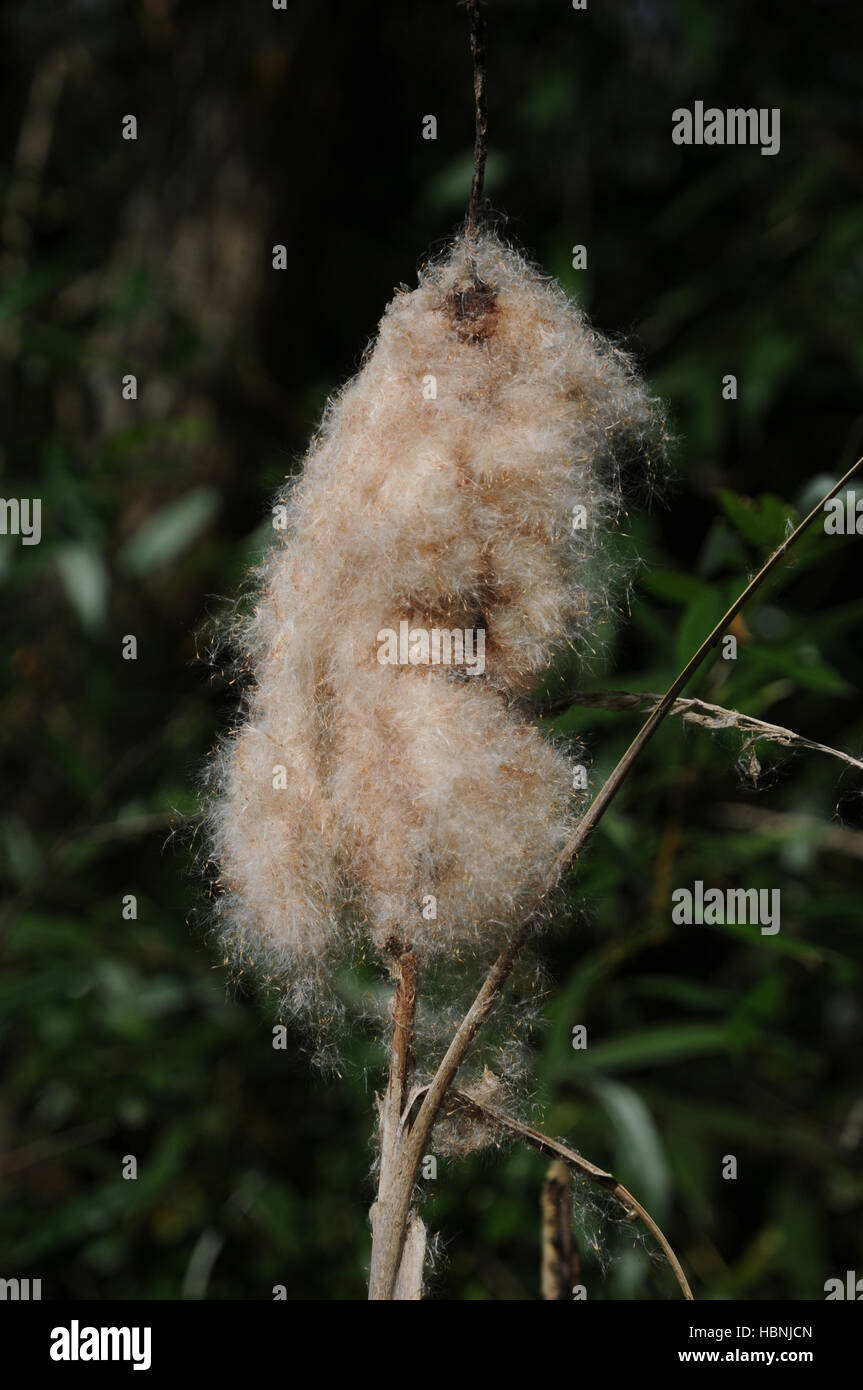 Typha latifolia, Bulrush, Seeds Stock Photo - Alamy