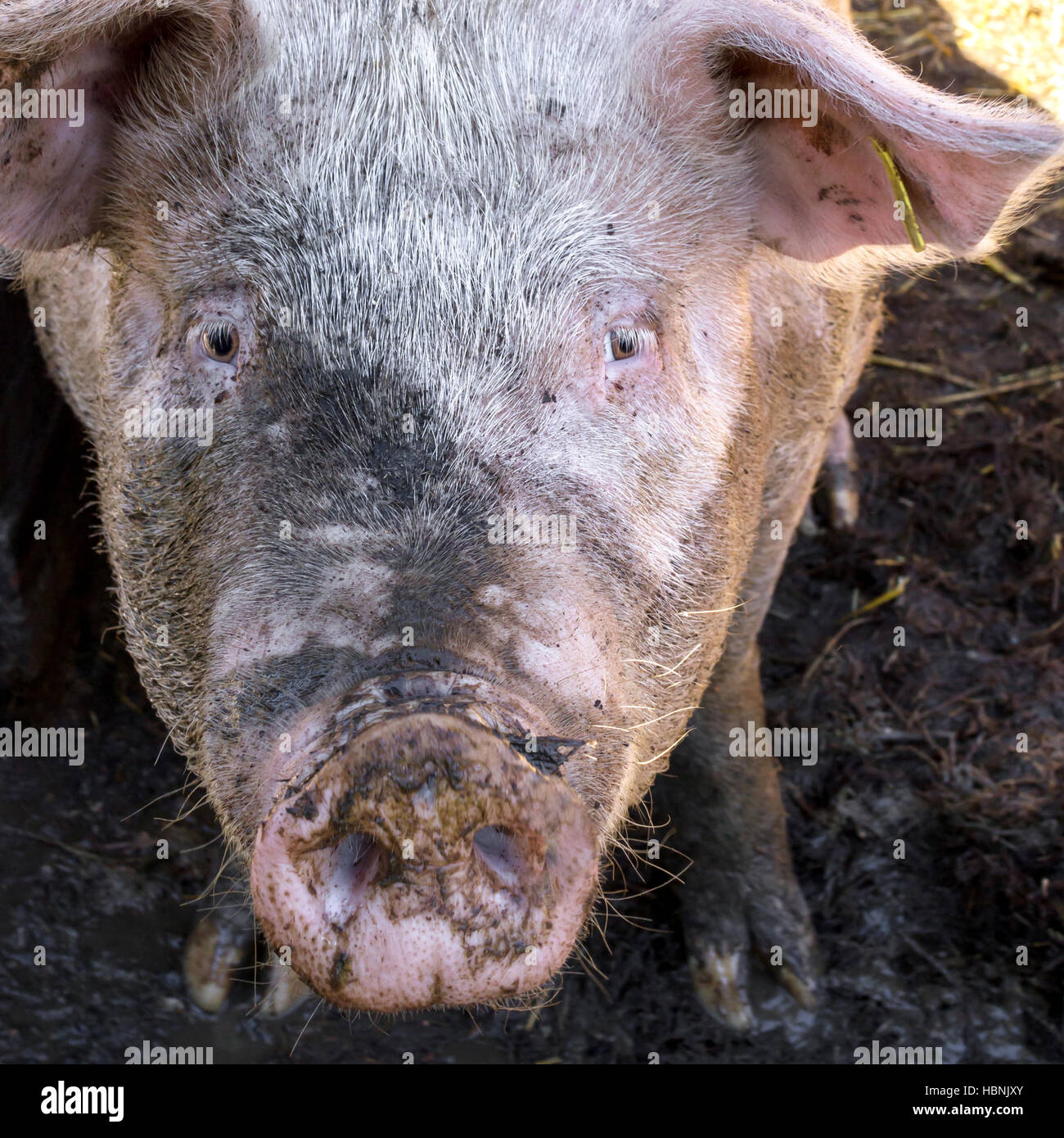 Muddy pig in a sty Stock Photo - Alamy
