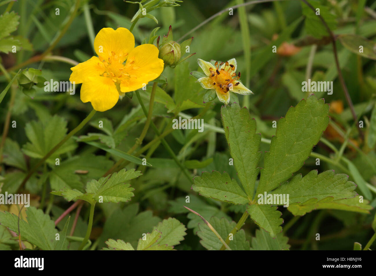 Creeping cinquefoil, Potentilla reptans Stock Photo - Alamy