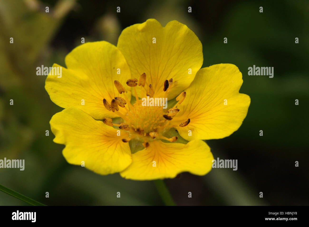 Creeping Tormentil High Resolution Stock Photography and Images - Alamy