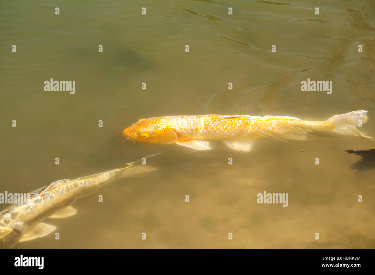 Colored koi fish Stock Photo - Alamy