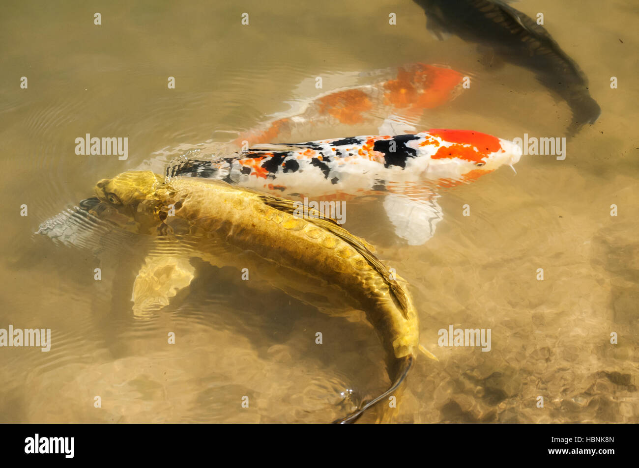 Colored koi fish Stock Photo - Alamy